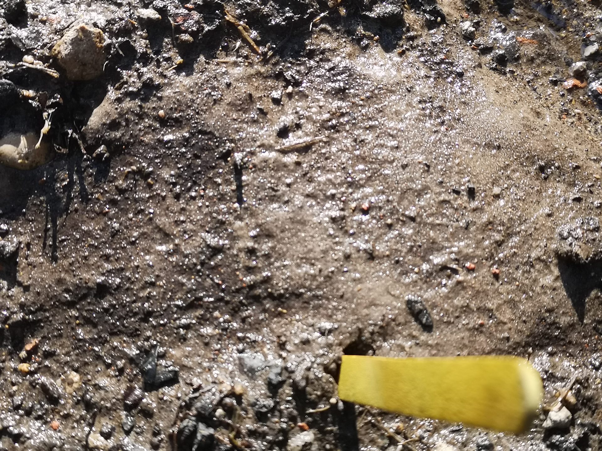 Tracking and trailing the vole and the magic of sit spots – Woodland ...