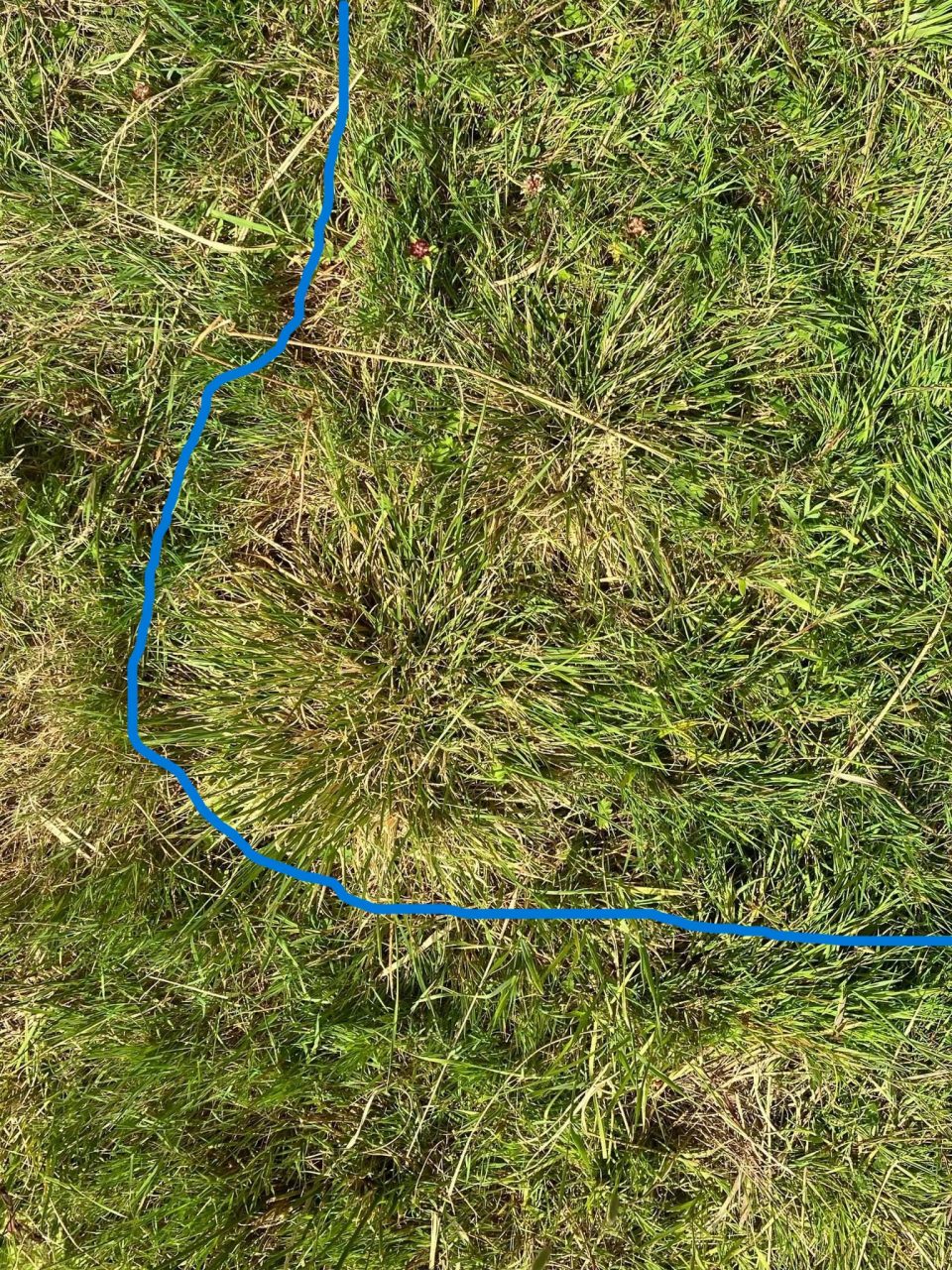 Tracking and trailing the vole and the magic of sit spots – Woodland ...